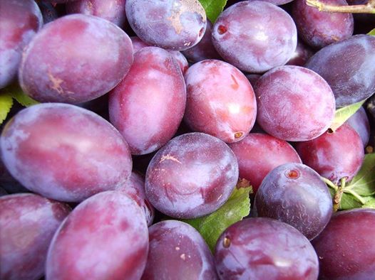 Fruti shërues i stinës së verës – GAZETA SHËNDETI