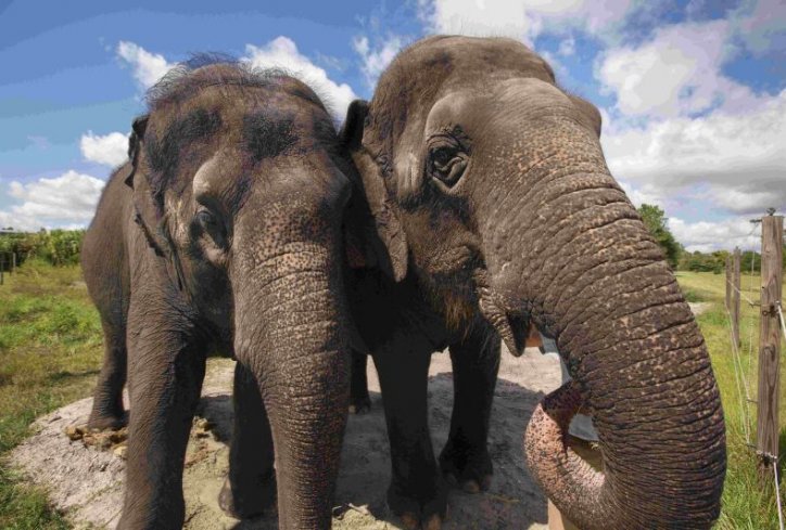 Arsyeja pse elefantët nuk ngordhin nga kanceri: çelësi kyç që do të ...