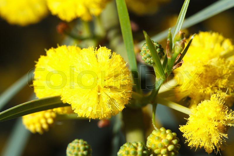 Mimoza, lulja e “lumturisë kolektive” mund të shërojë dhe disa sëmundje ...