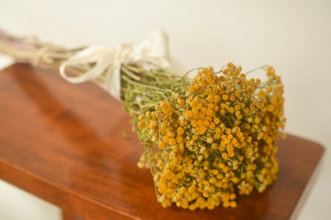 Mimoza, lulja e “lumturisë kolektive” mund të shërojë dhe disa sëmundje ...