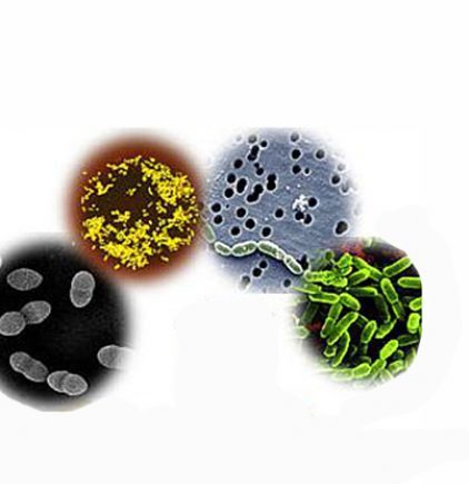 Gjatë stinës të verës kini kujdes nga Salmonela – GAZETA SHËNDETI